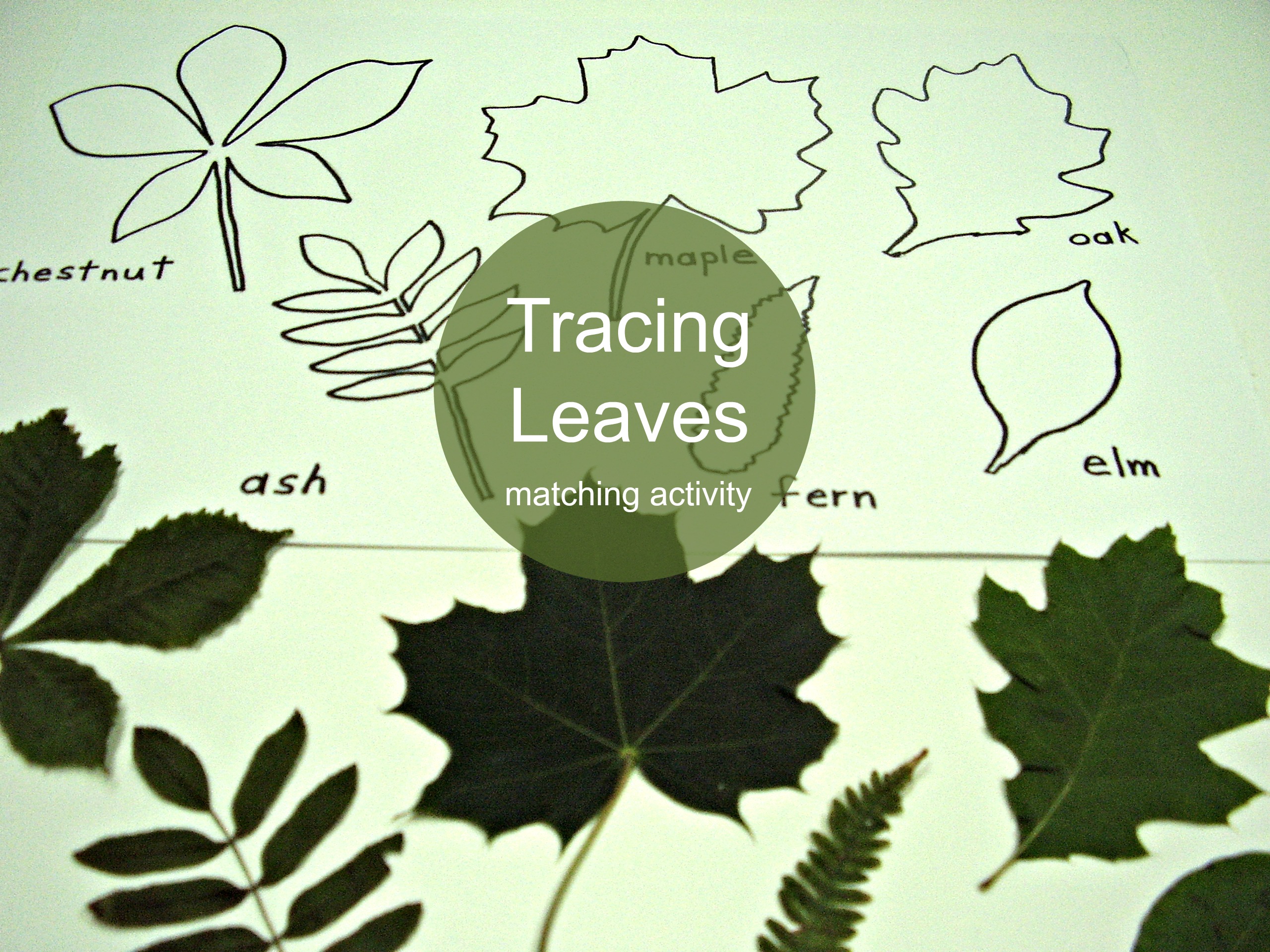 Tracing Leaves Fine Motor Preschool Activity » Preschool Toolkit